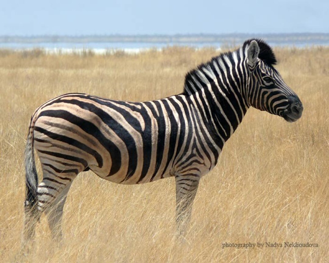 Zebra Photo Print - African Wildlife Photography, Zebra Wall Art, Zebra ...