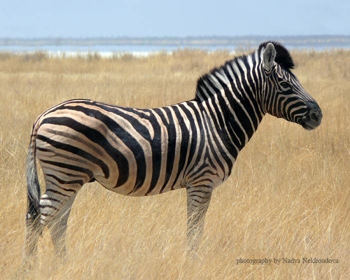 Zebra Photo Print African Wildlife Photography, Zebra Wall Art, Zebra ...
