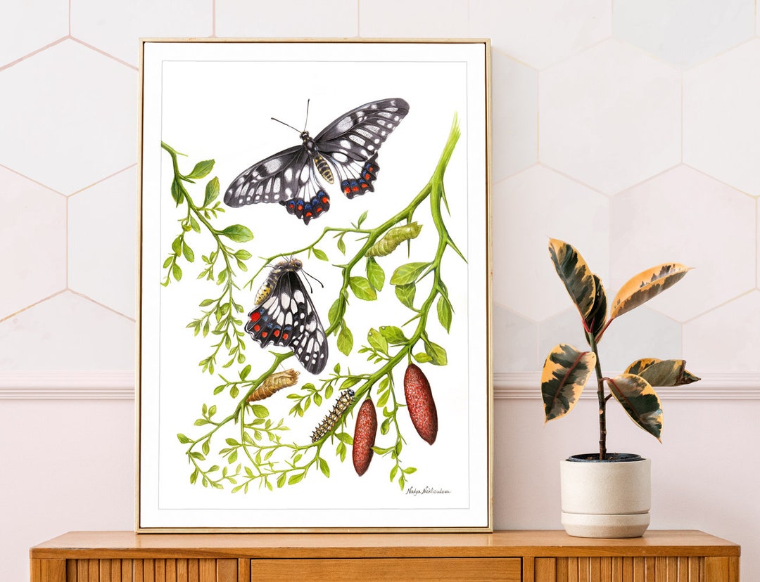 Dainty Swallowtail Butterfly Print - Butterfly Life Cycle, Nature Wall ...
