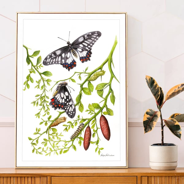 Butterfly Life Cycle - Etsy
