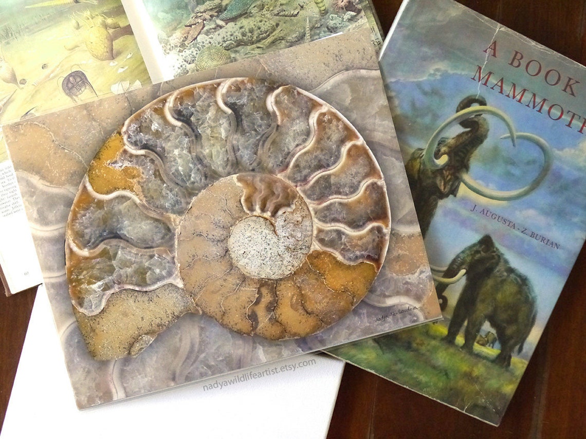 Fossil Ammonite art print B golden ratio sea shell wall | Etsy