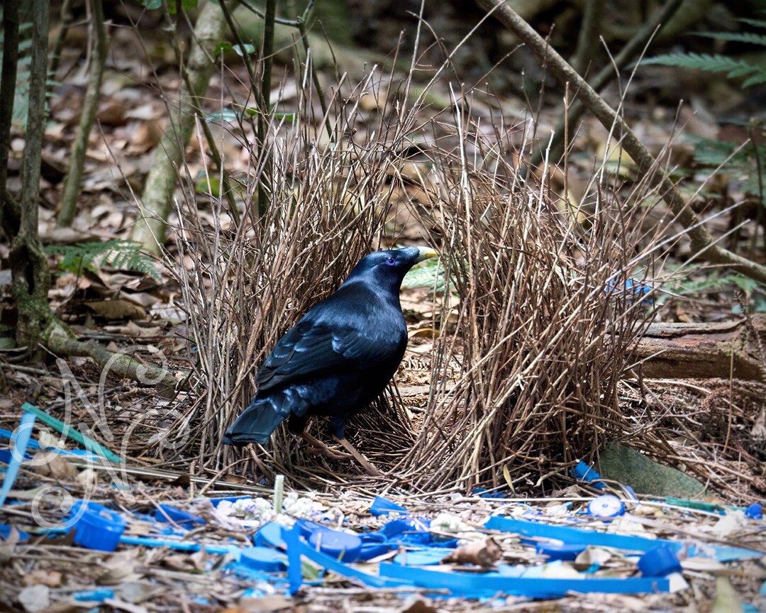 Blue Bowerbird Photo Print - Australian Bird Art, Cottagecore Decor - Etsy