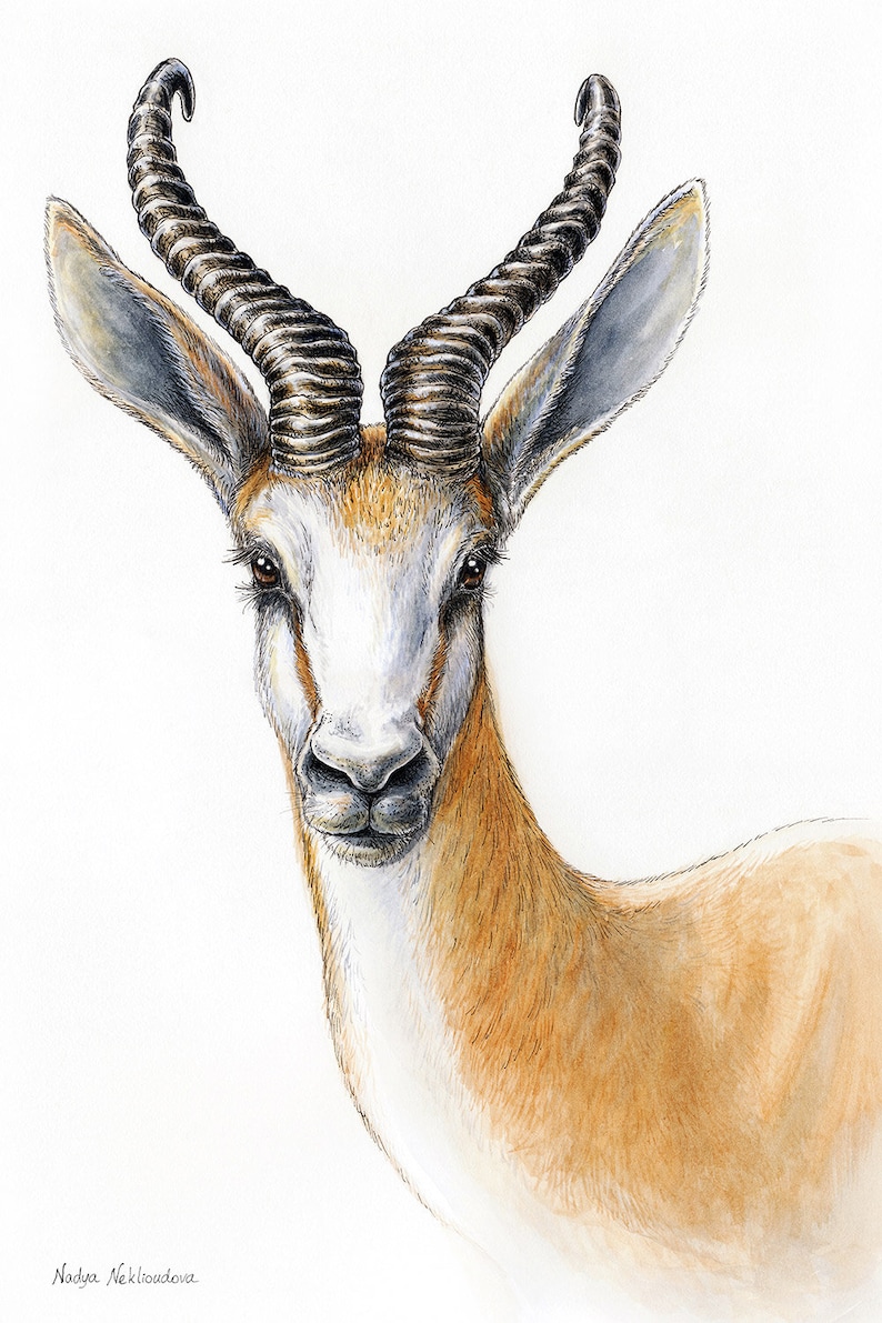 Springbok Antelope Art Print - African Safari Animal Portrait - Etsy