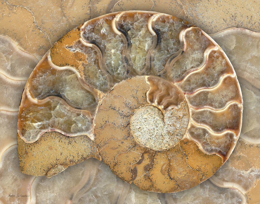 Fossil Ammonite Art Print B - Golden Ratio, Earth Tone Wall Art, Fossil Nautilus Print ...