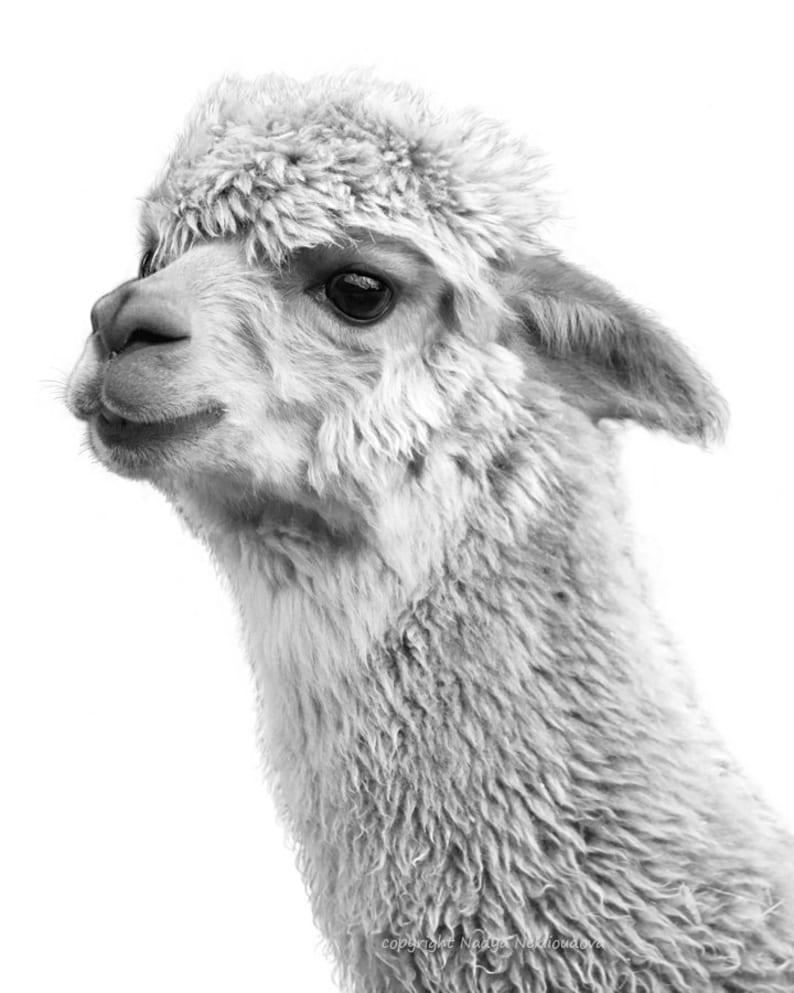 Adorable Alpaca on White Photo Print Llama Art, Alpaca Print, Llama ...