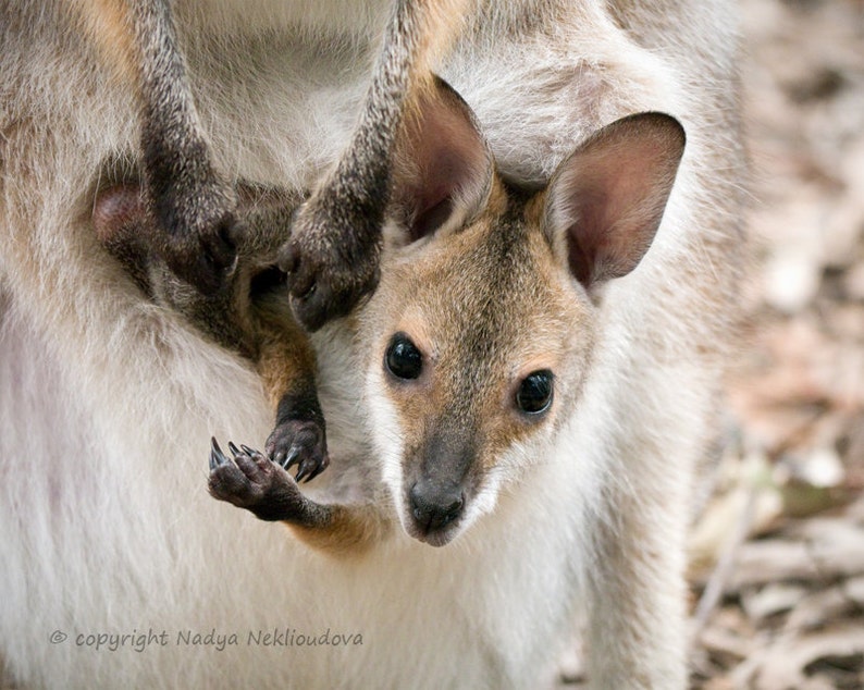 Bébé Wallaby photo print - Australian wildlife photography nursery art ...