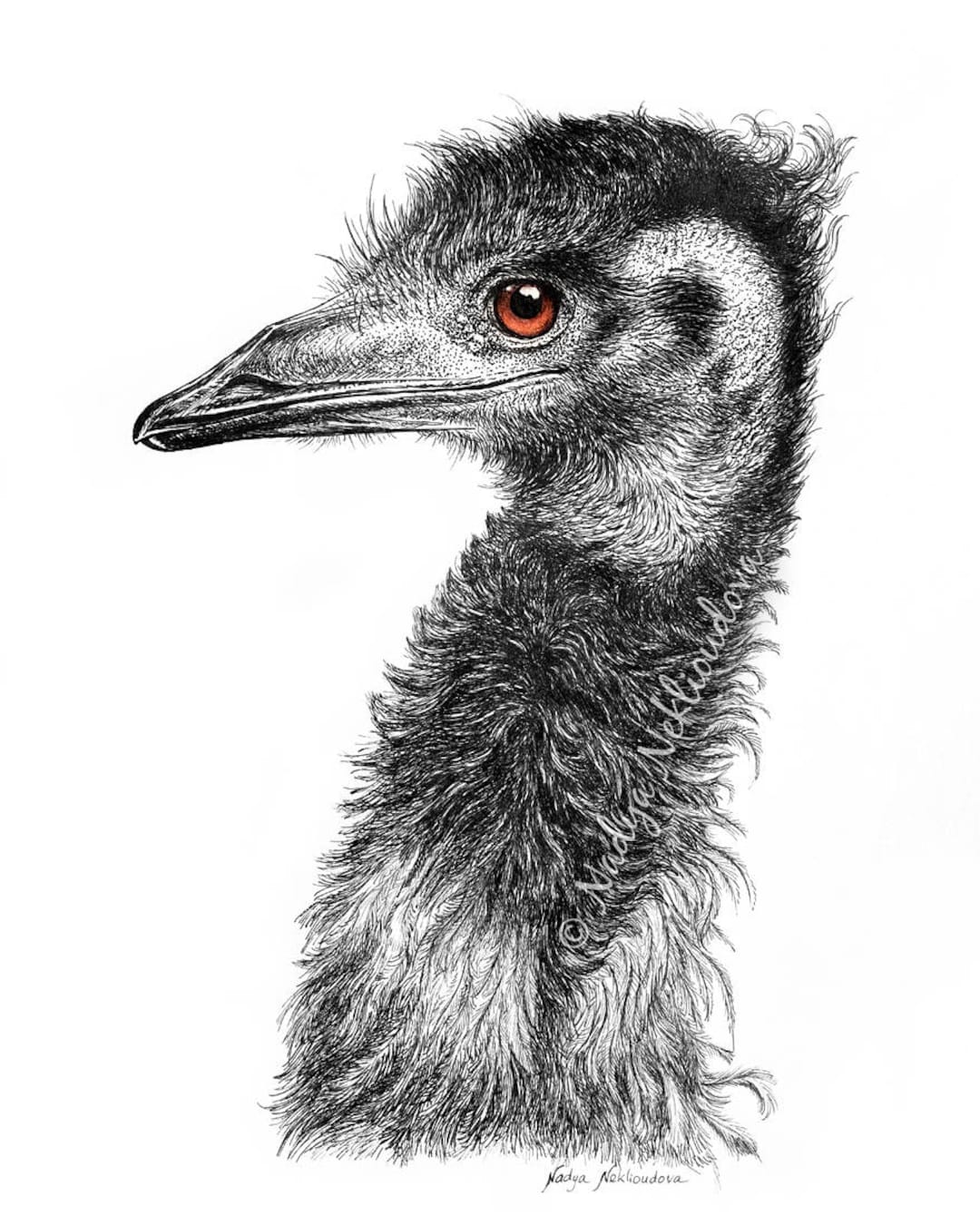 Australian Emu Print - Australian Bird Art, Pen and Ink Drawing, Black ...