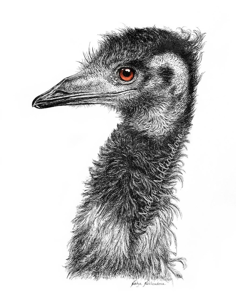 Australian Emu Print Australian Bird Art Pen and Ink - Etsy