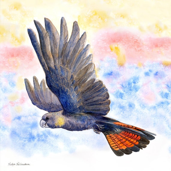 Glossy Black Cockatoo Art Print Cockatoo Print Native Bird - Etsy Australia