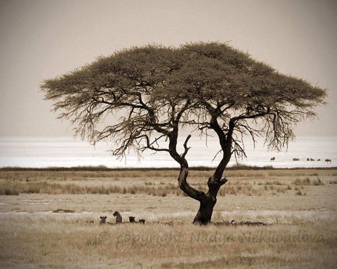 African Tree With Lions SEPIA Photo Print - African Wall Art, African ...