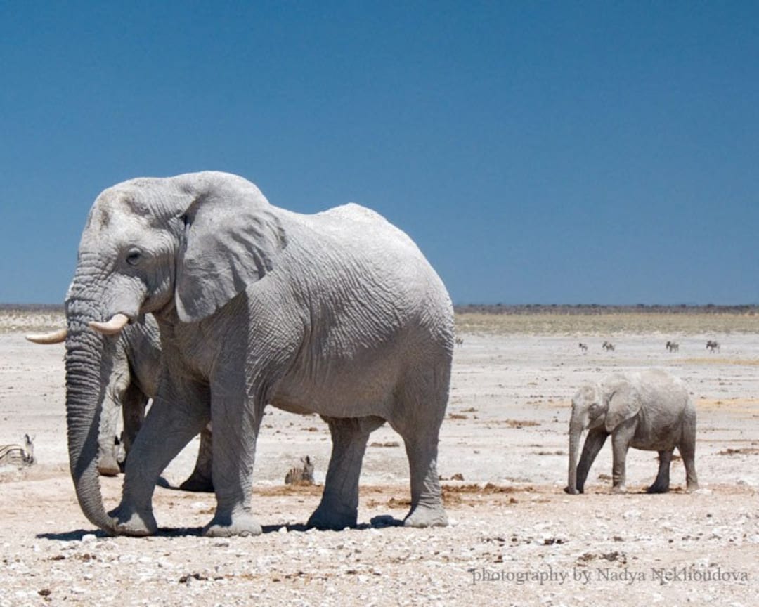 Baby Elephant With Father - Photo Print - Father's Day Gift, African ...