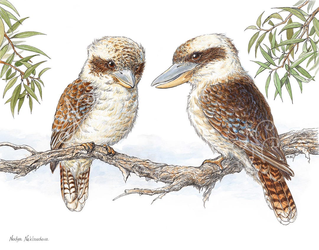 Australian Kookaburra Wildlife Watercolour Print - Native Bird Wall Art ...