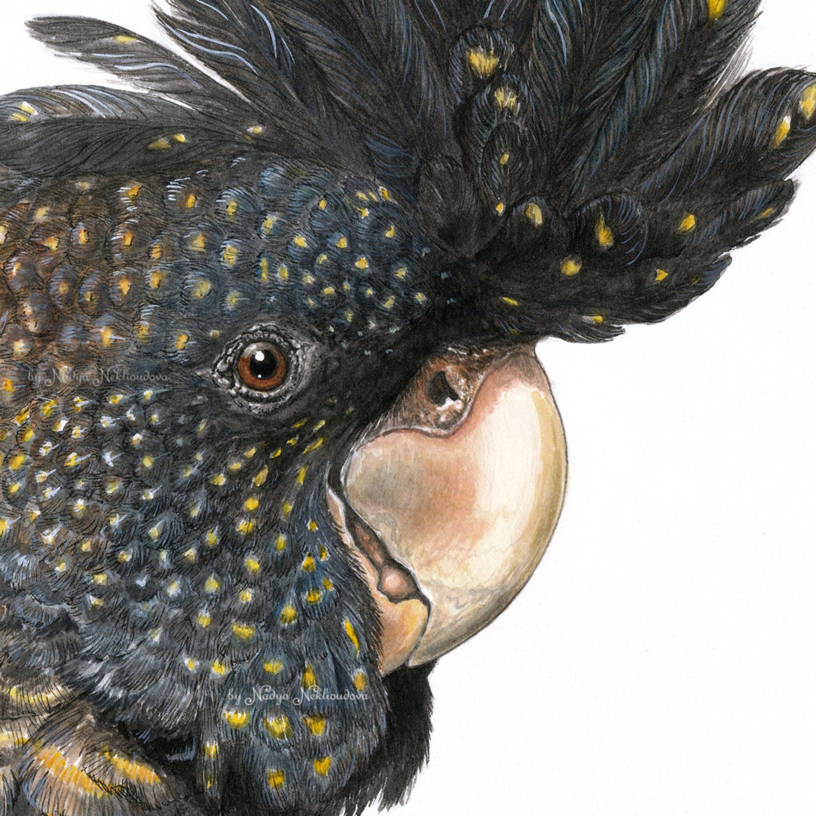 Black Cockatoo Canvas Wall Art Limited Edition Native Bird Etsy Australia
