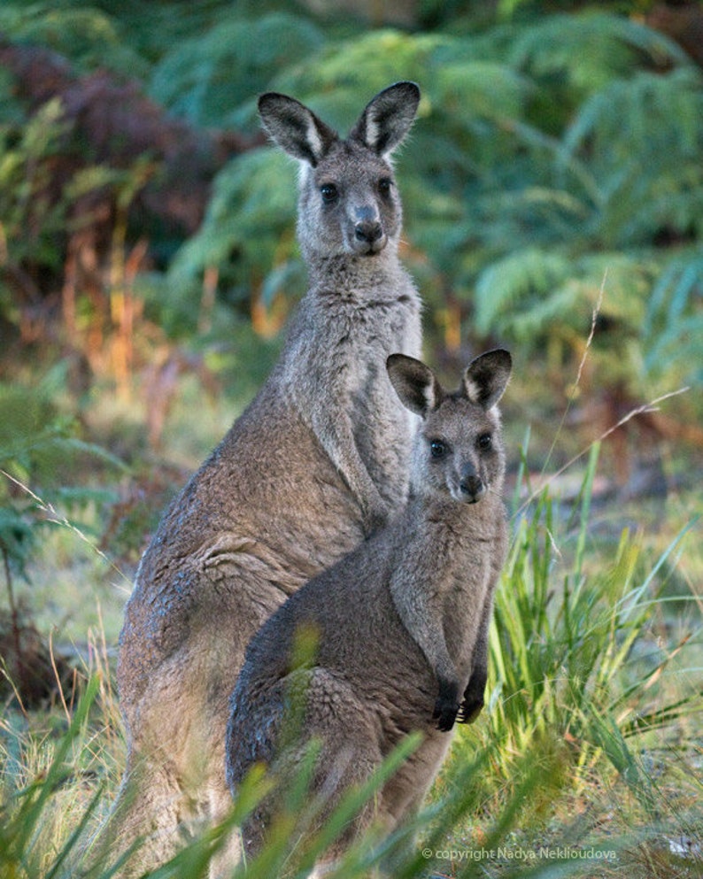 Kangaroo Family Photo Print Wildlife Photography Kangaroo - Etsy