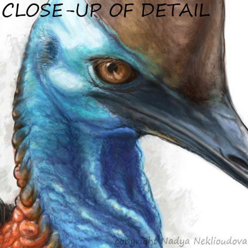 Cassowary Art Print Australian Bird Print Cassowary Wall - Etsy