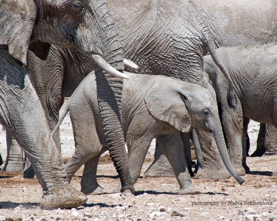 Baby Elephant Family Photo Print African Wildlife - Etsy