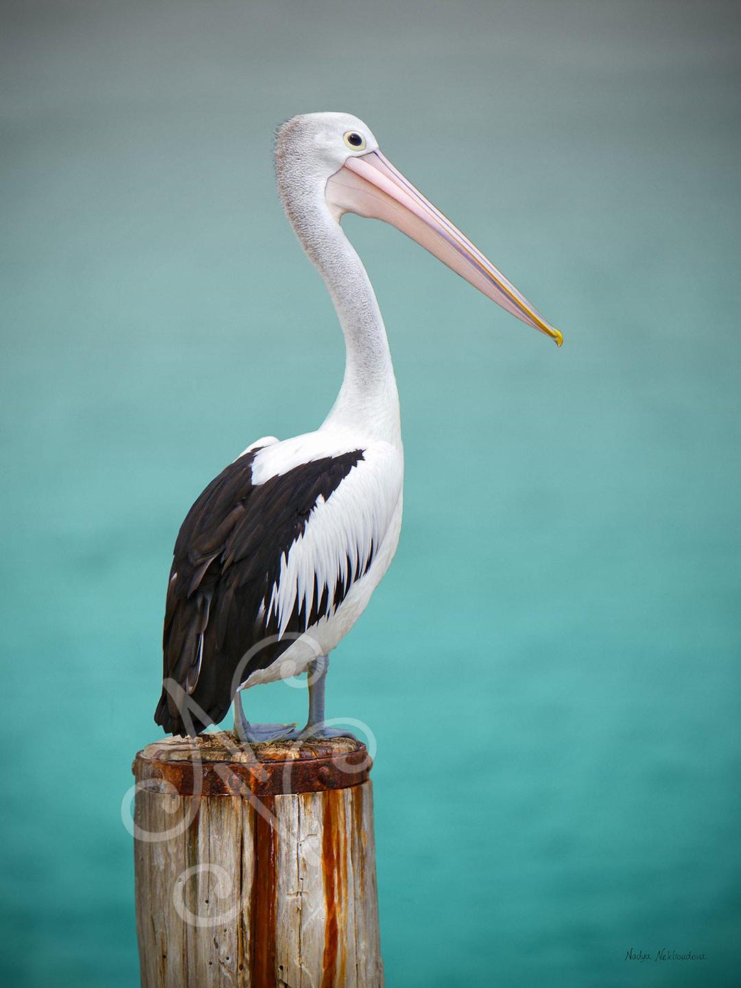 Pelican Photo Print - Coastal Bird Photography, Beach House Decor - Etsy