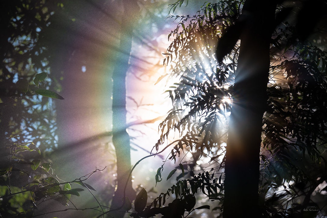 Rainforest Rainbow Print - Inspirational Wall Art, Nature Photography ...