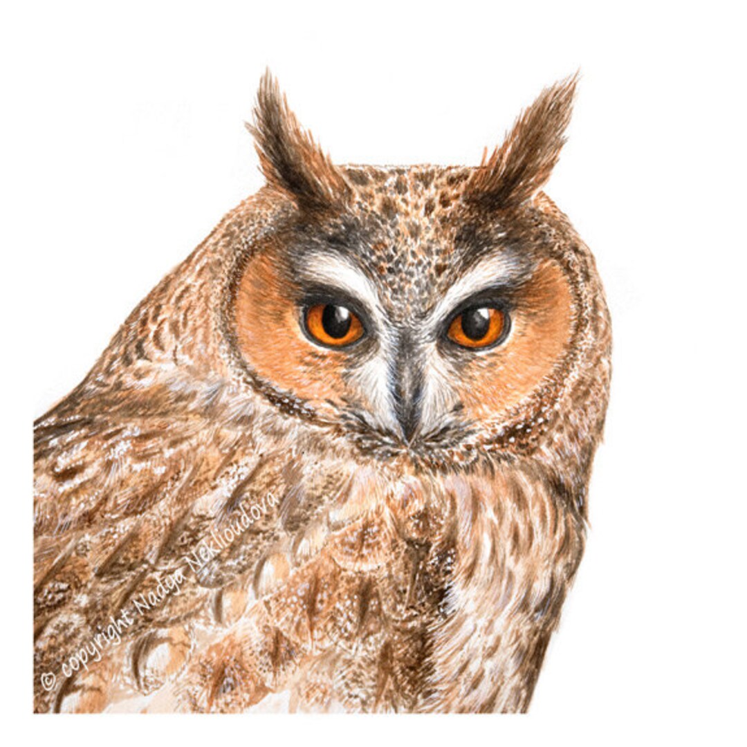 Owl Art Print - Nature Art, Owl Decor, Owl Nursery Art, Long-eared Owl ...