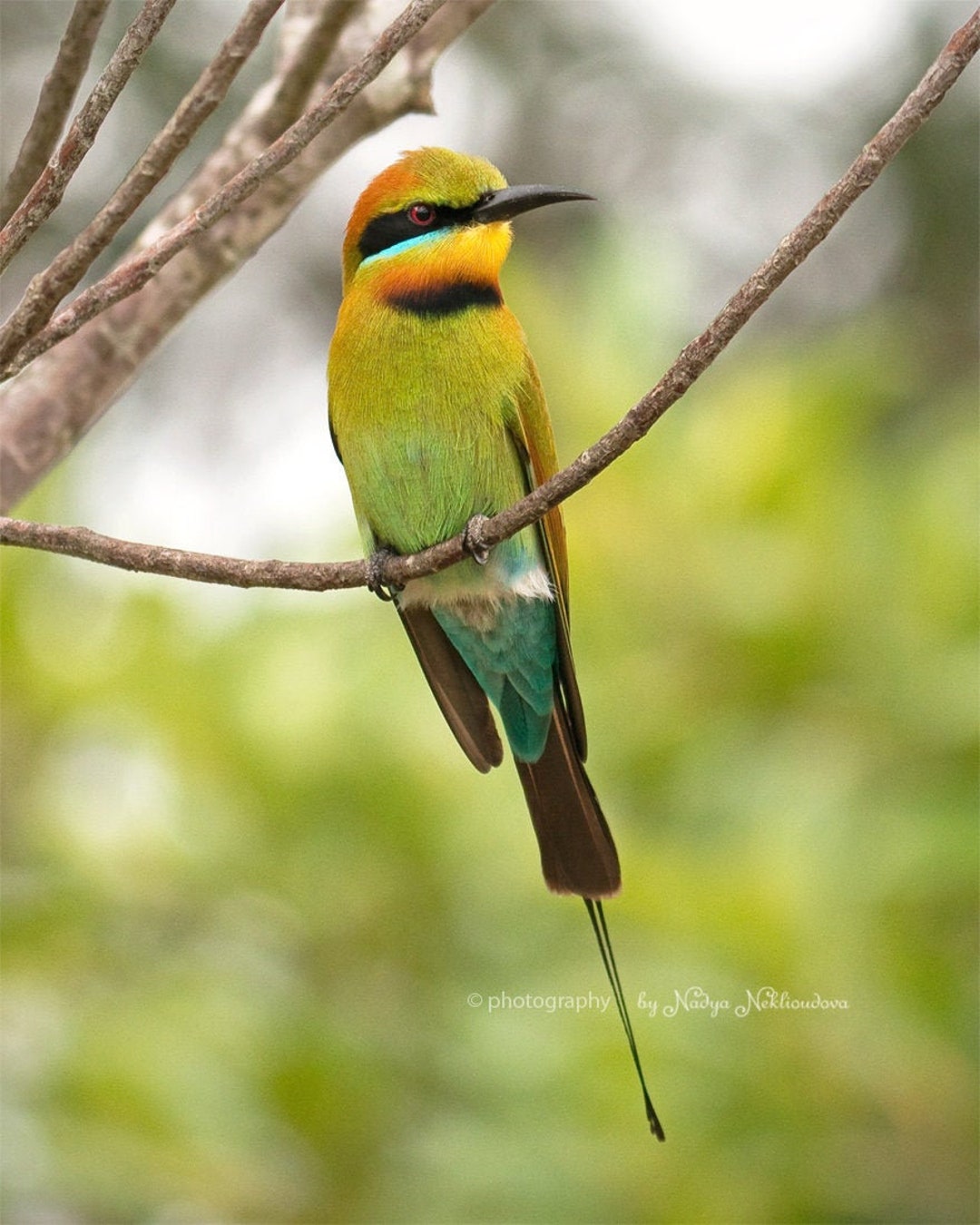 Rainbow Bee-eater Photo Print - Fine Art Wildlife Photography ...