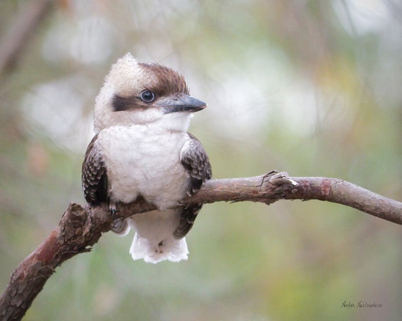Kooka Bird