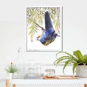 Rosella Print - Australian Animal Prints, Rosella Watercolour Wildlife ...