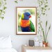 Vibrant Rainbow Lorikeet Art Print - Australian Native Bird Photography ...