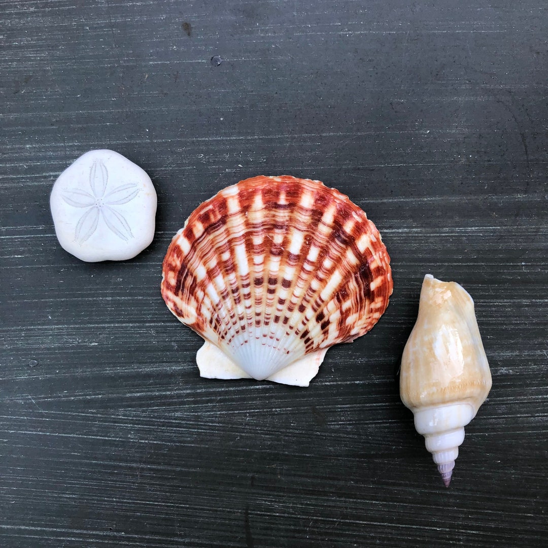 Set of 3 Seashell Magnets, Fridge Magnets, Beach Decor, Beach Magnets ...