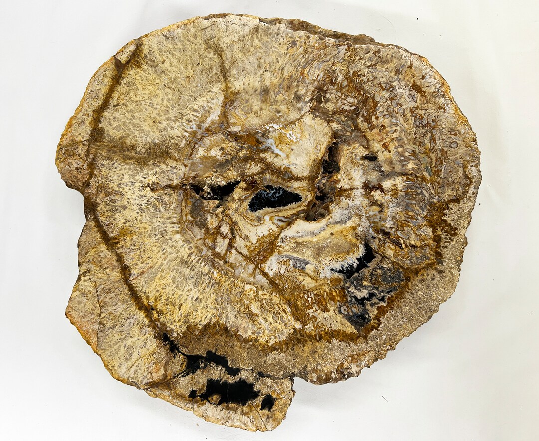 Round Petrified Tree Slab - Etsy