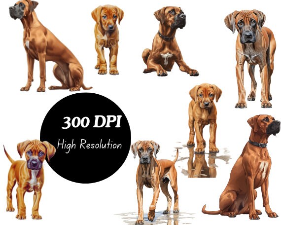 Rhodesian Ridgeback Clipart, 24 Transparent PNG, Dog Lover Clipart, Dog ...