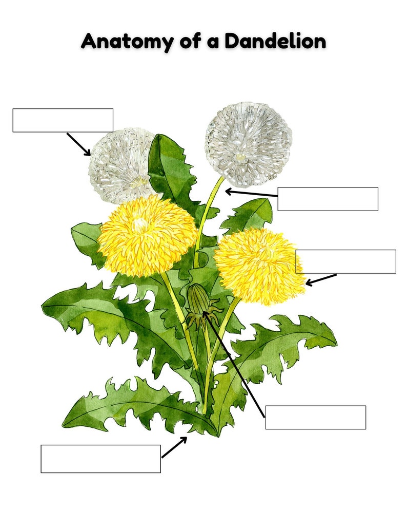 Dandelion Unit Study Dandelion Mini Unit Study Homeschool Nature Study ...