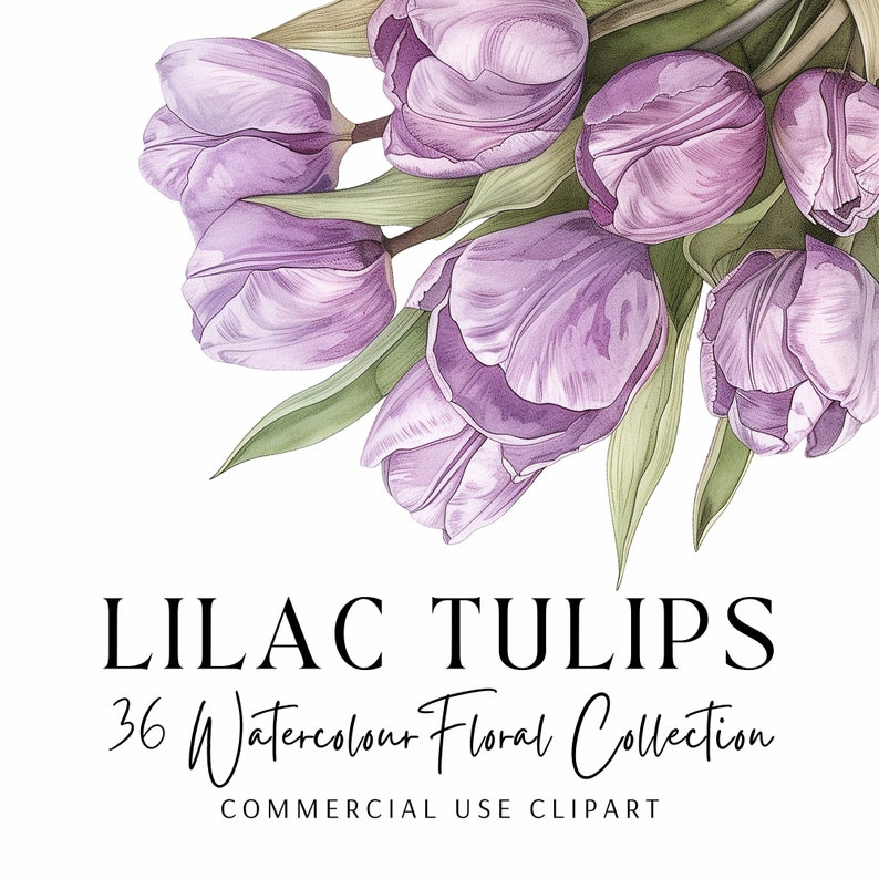Watercolour Clipart Lilac Tulips, Commercial Use, Transparent Pngs ...