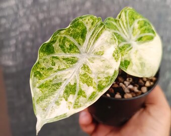 Outdoor & Gardening - Etsy India