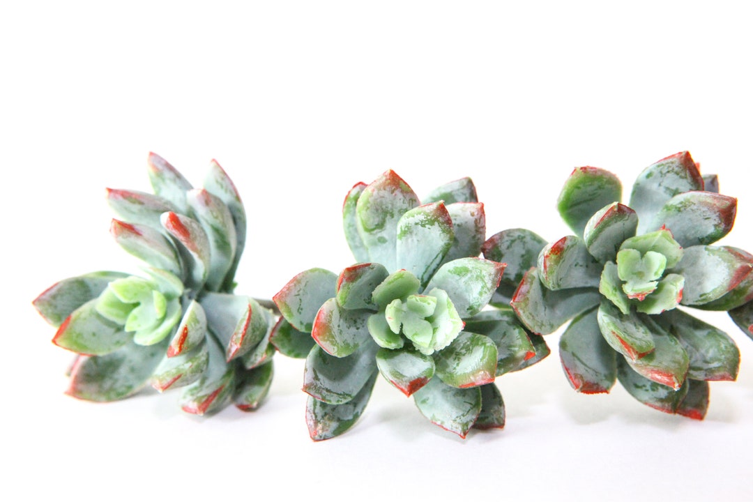 5 Real Touch Succulents in Green With Red Artificial Succulents, Faux ...