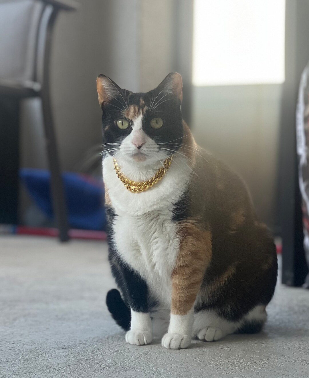 Cat Chain, Collar With Breakaway Buckle Gold and Silver - Etsy