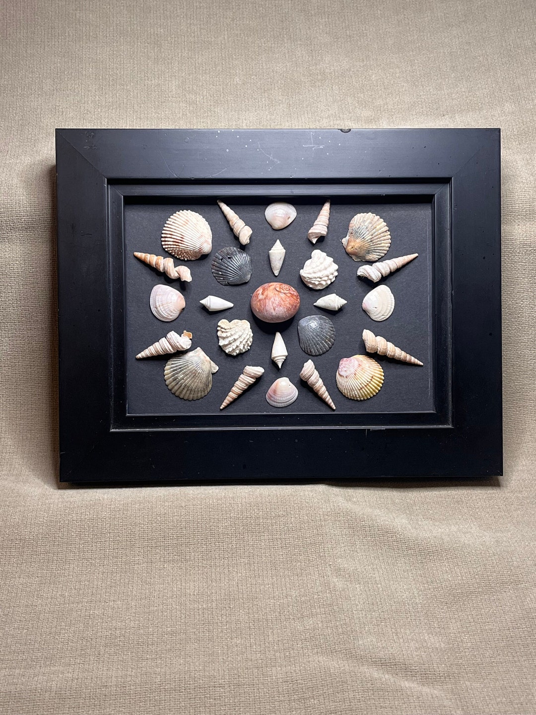 Beautiful Collection of Florida's Seashells - Etsy