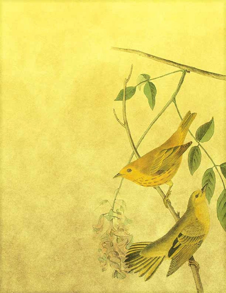 Distressed Vintage Birds Illustrations Digital Prints Instant Download ...