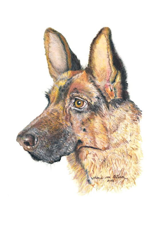German Shepherd Drawing In Color