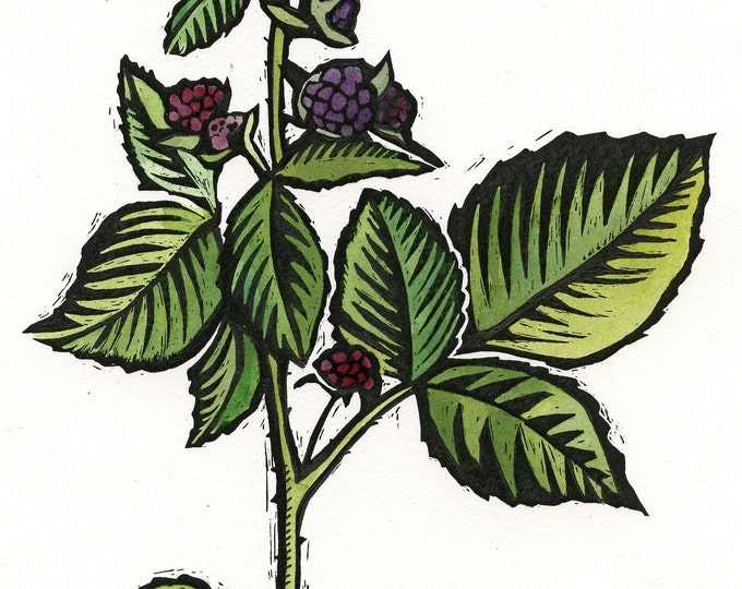 Black Raspberry Botanical - Etsy