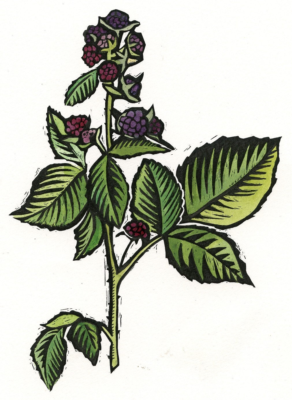 Black Raspberry Botanical - Etsy