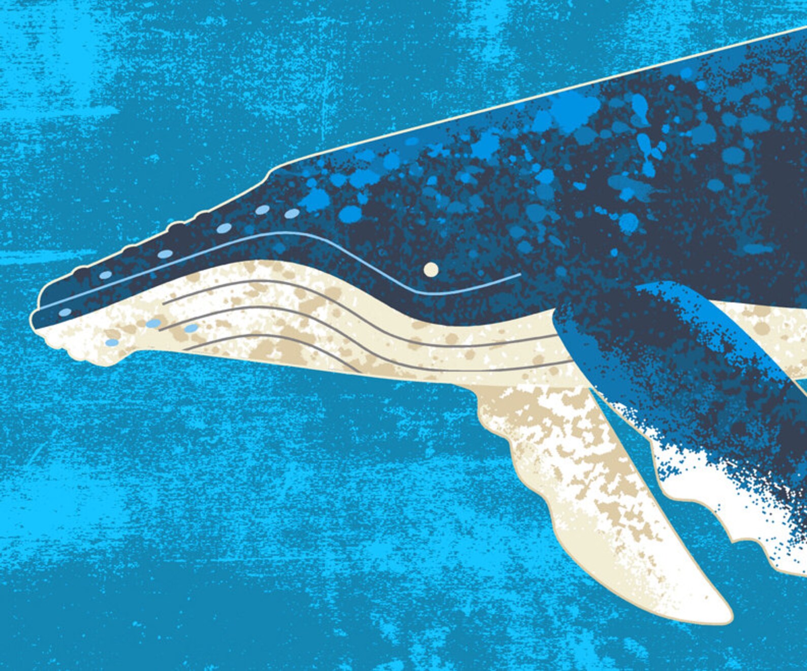 Humpback Whale Graphic 11x17 Archival Matte Art Print From Whales ...