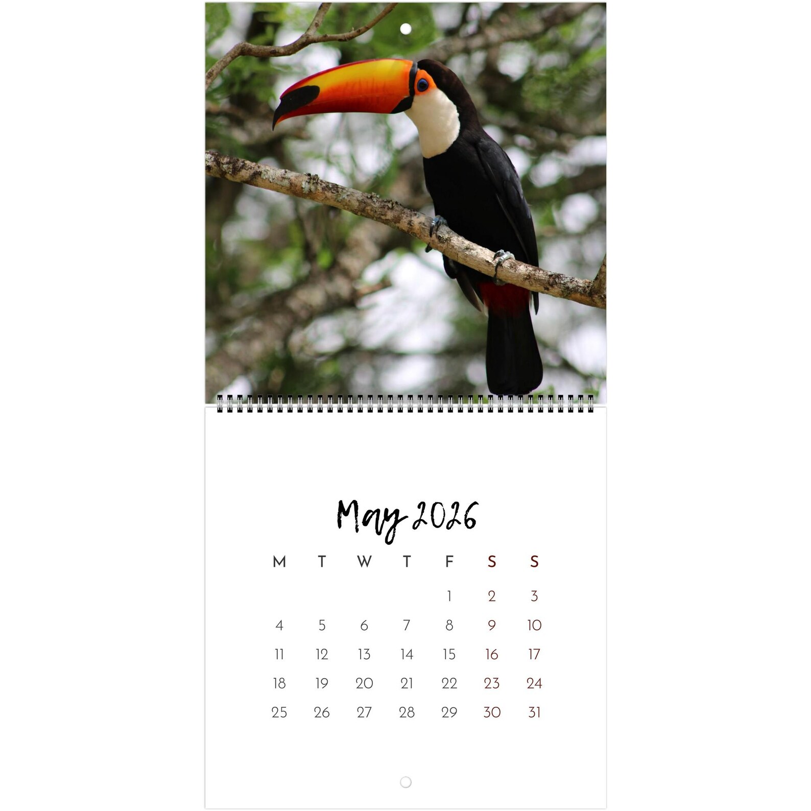Costa Rica 2026 Wildlife Wall Calendar – Tropical Animals and ...