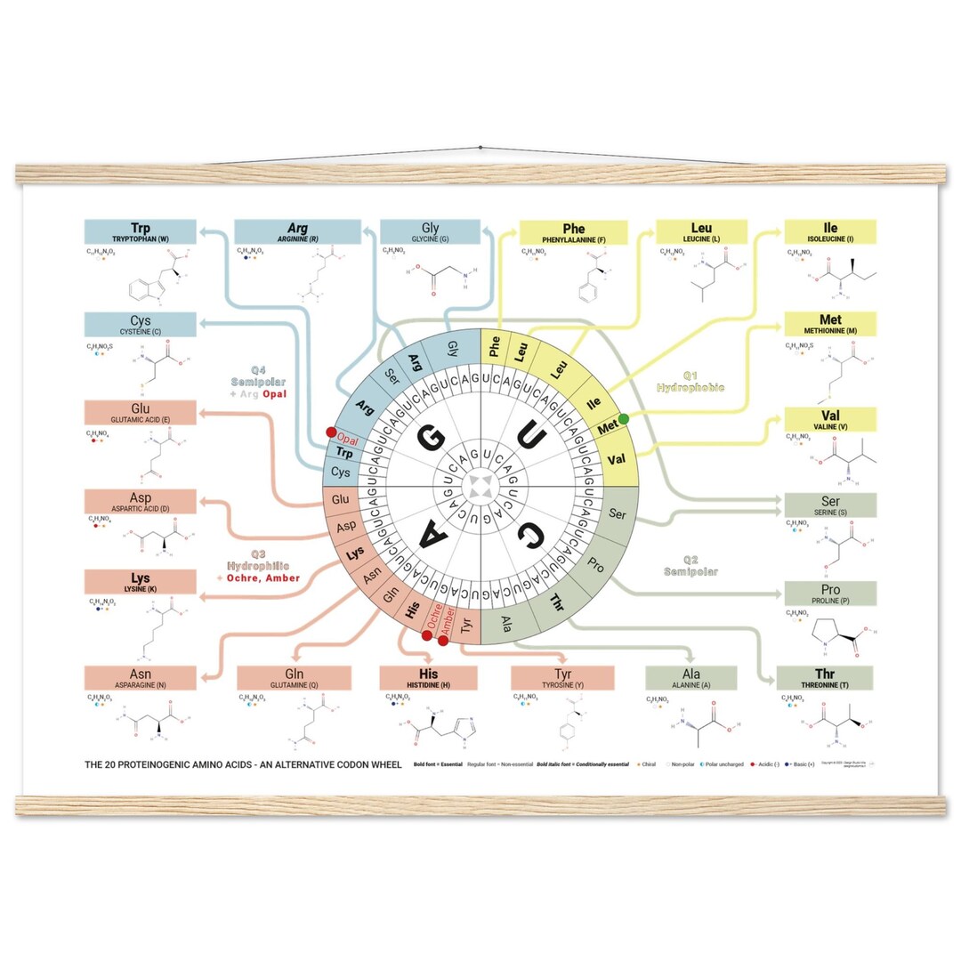 The 20 Proteinogenic Amino Acids – Alternative Codon Wheel Poster With ...