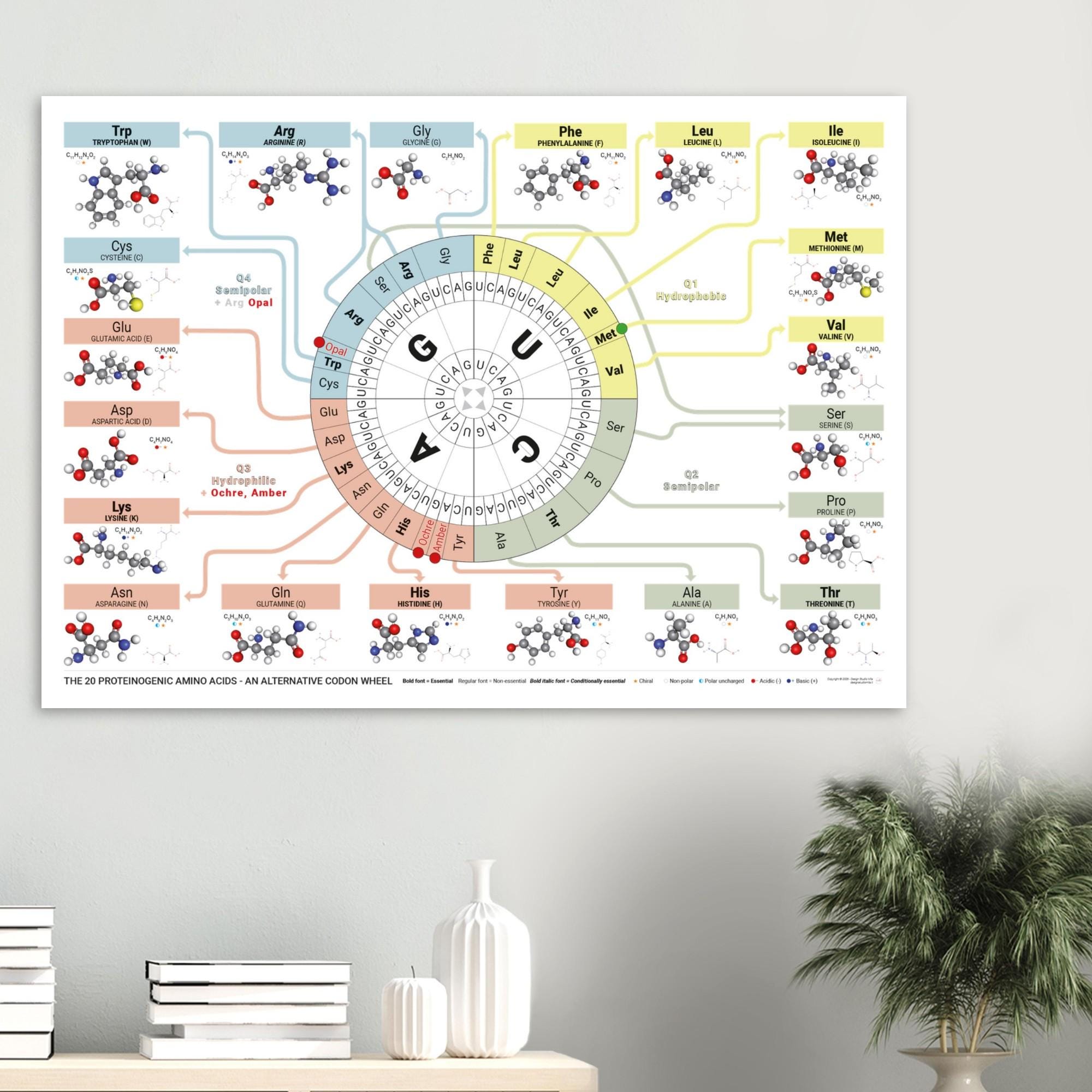 The 20 Proteinogenic Amino Acids – Alternative Codon Wheel Poster ...