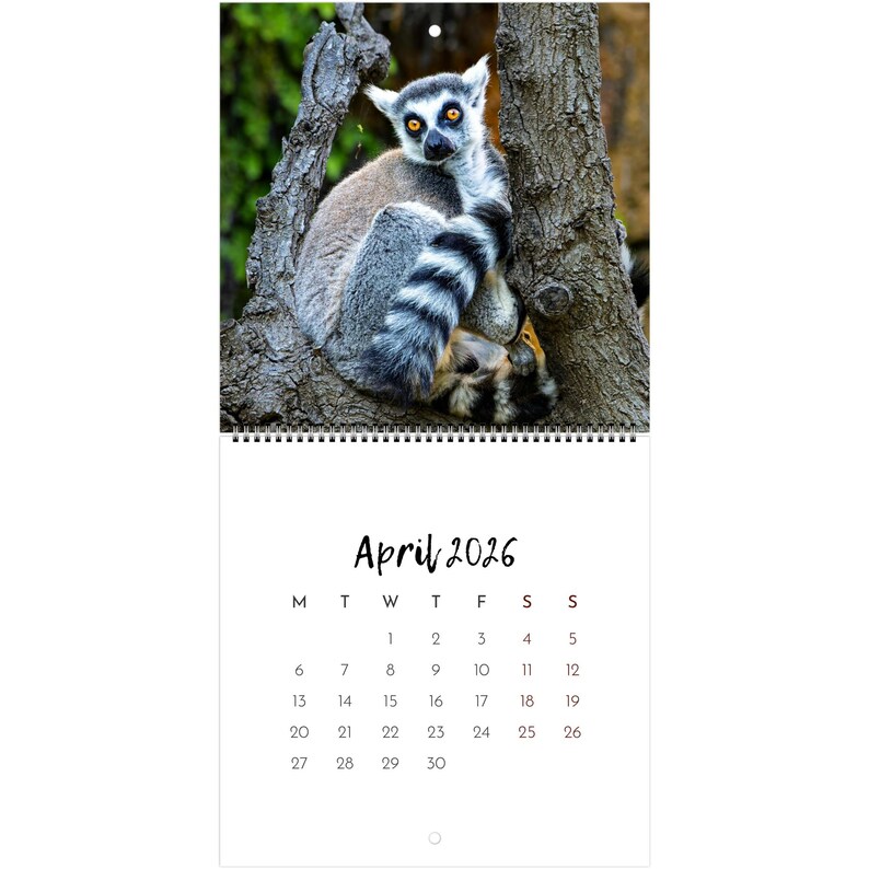 Costa Rica 2026 Wildlife Wall Calendar – Tropical Animals and ...