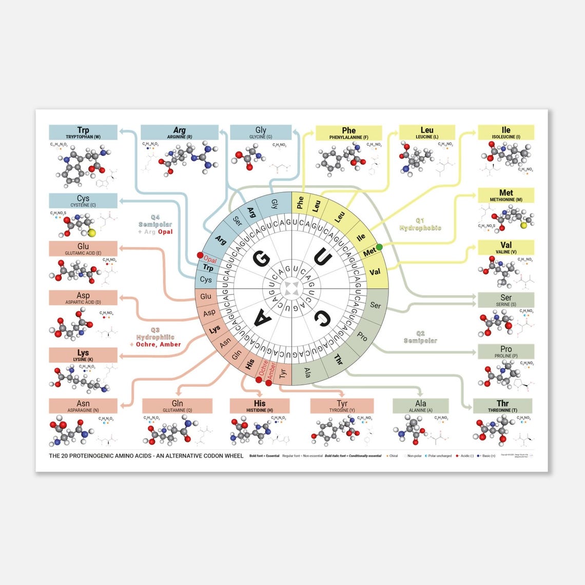 The 20 Proteinogenic Amino Acids – Alternative Codon Wheel Poster ...