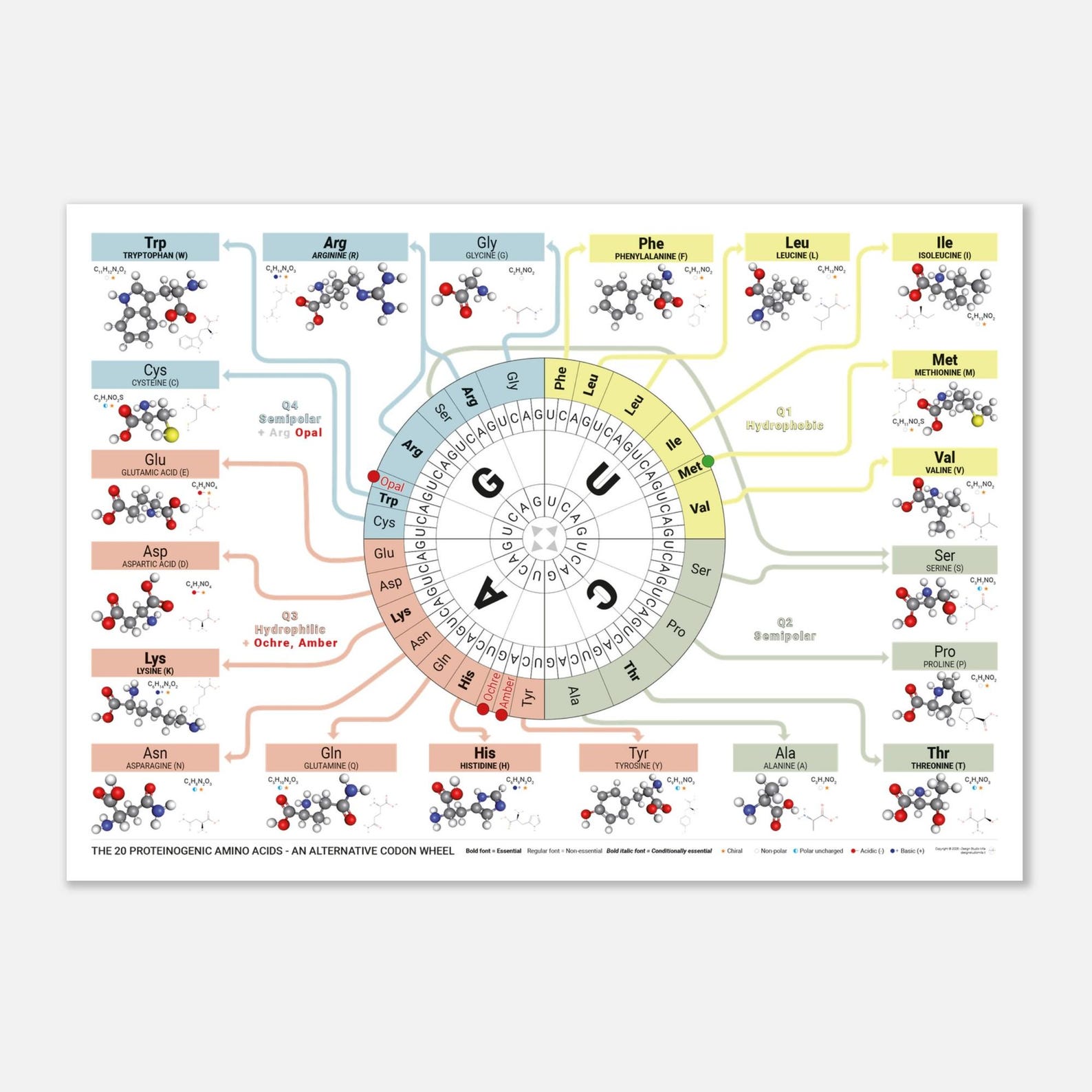 The 20 Proteinogenic Amino Acids – Alternative Codon Wheel Poster ...