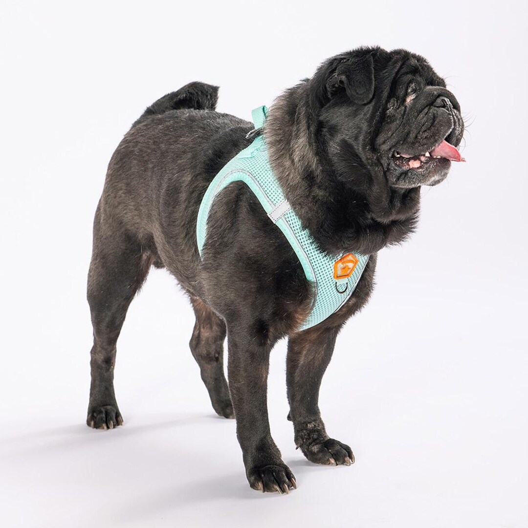 Mint Green Breathable Airmesh Dog Harness, Light Greenish-blue ...