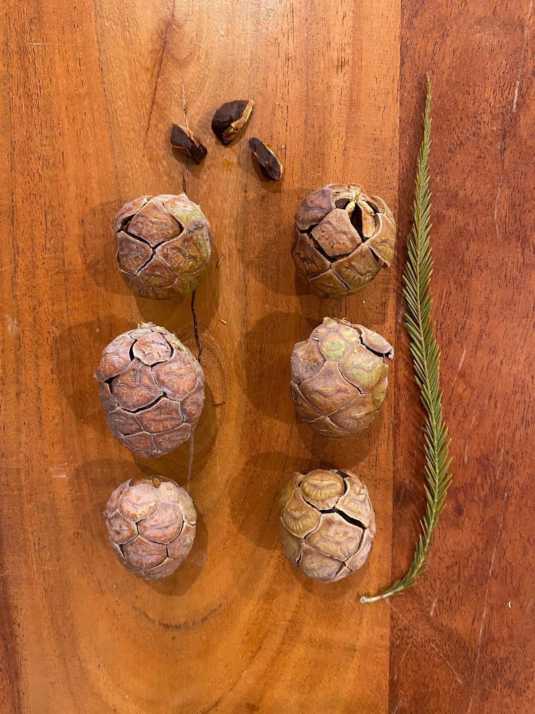 Bald Cypress Seeds for Planting (taxodium Distichum) Grow Your Own ...