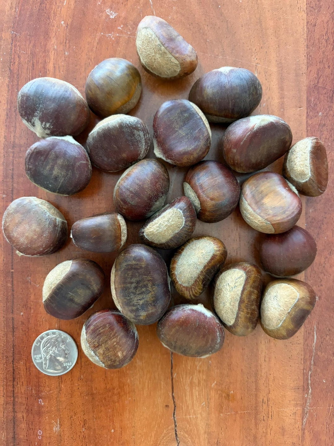 Dunstan Chestnuts for Planting – American Hybrid Chestnut Seeds ...